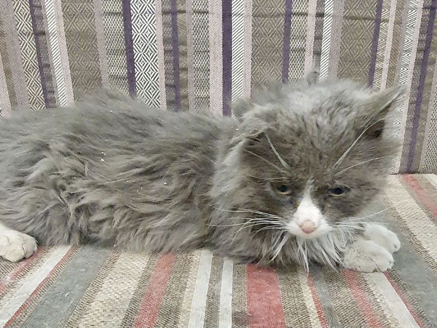 Несчастная кошечка