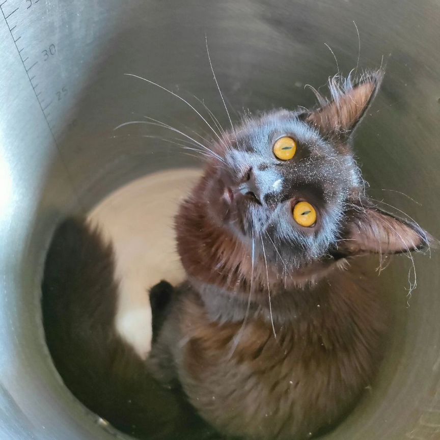 Коты и кошки Мейн-кунов