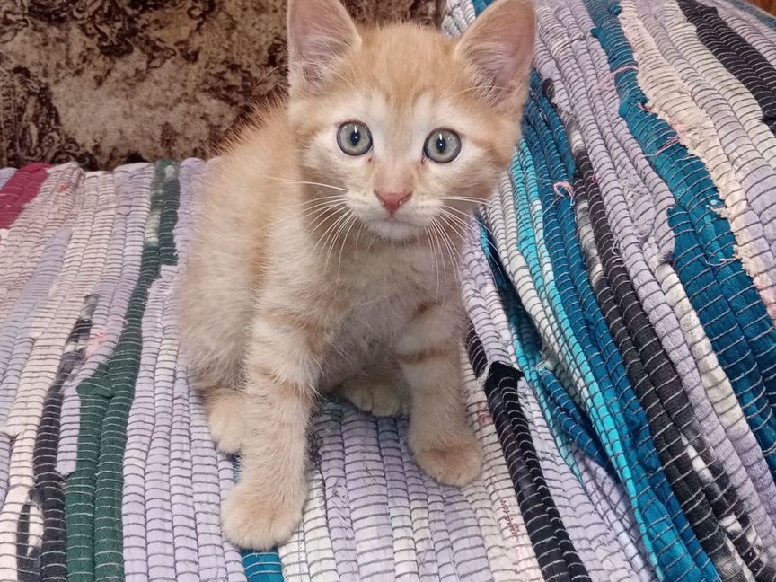 Дворянин Рыжий