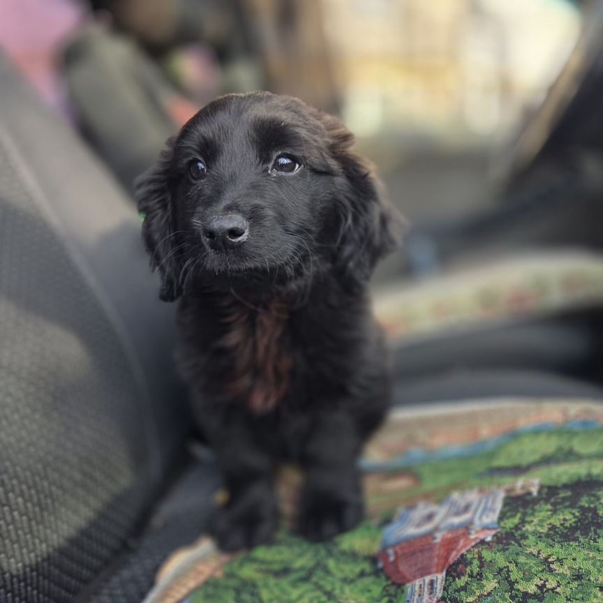 Щенок в добрые руки