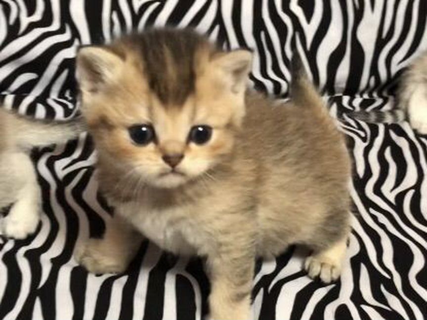 Британские булочки)