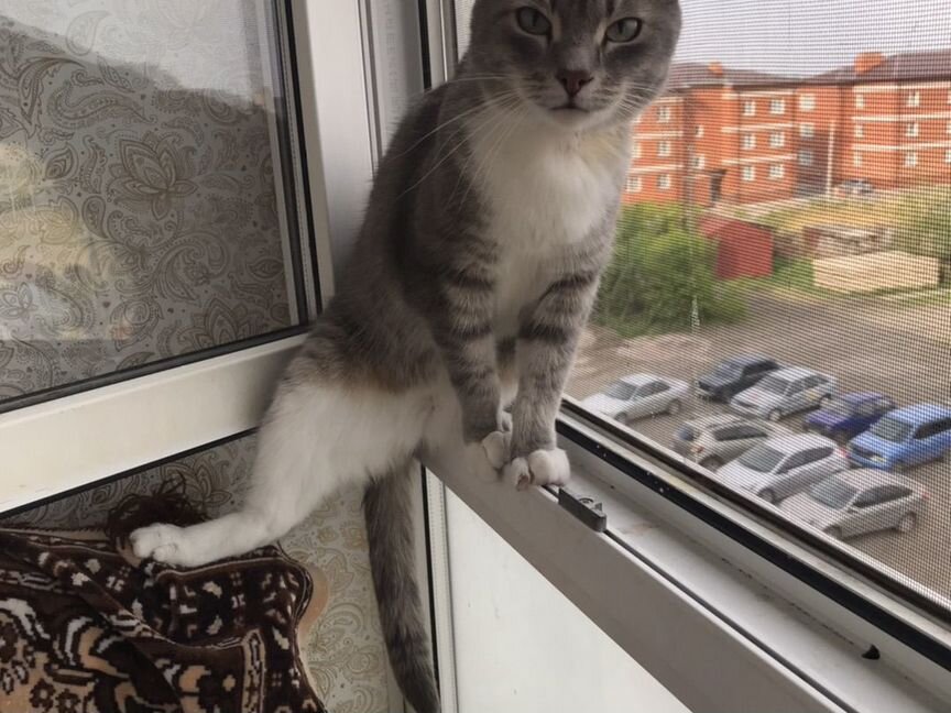 Красивый кот Матроскин