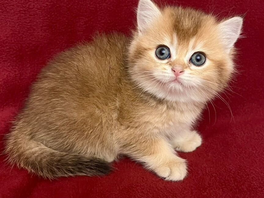 Шотландские вислоухие и прямоухие котята