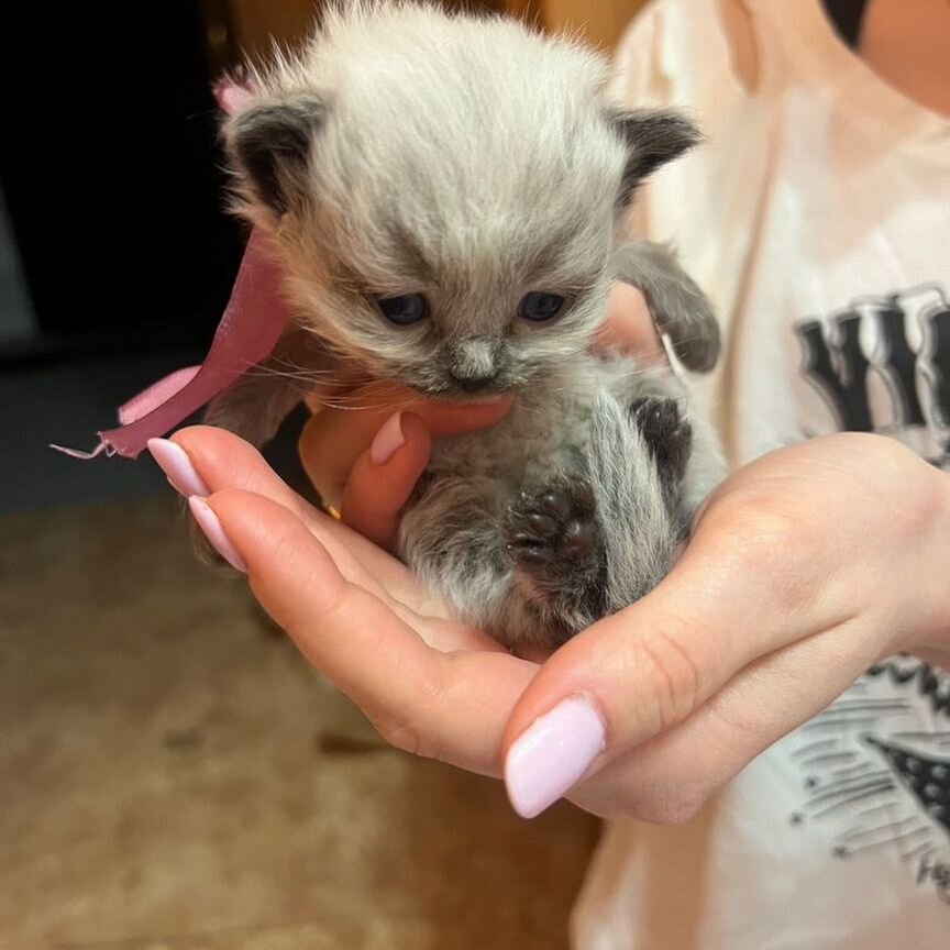 Котята отдам бесплатно