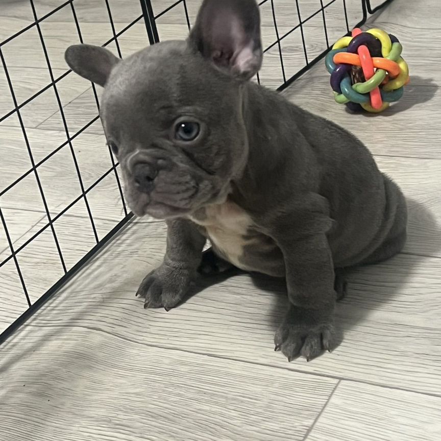 Лиловая кнопка