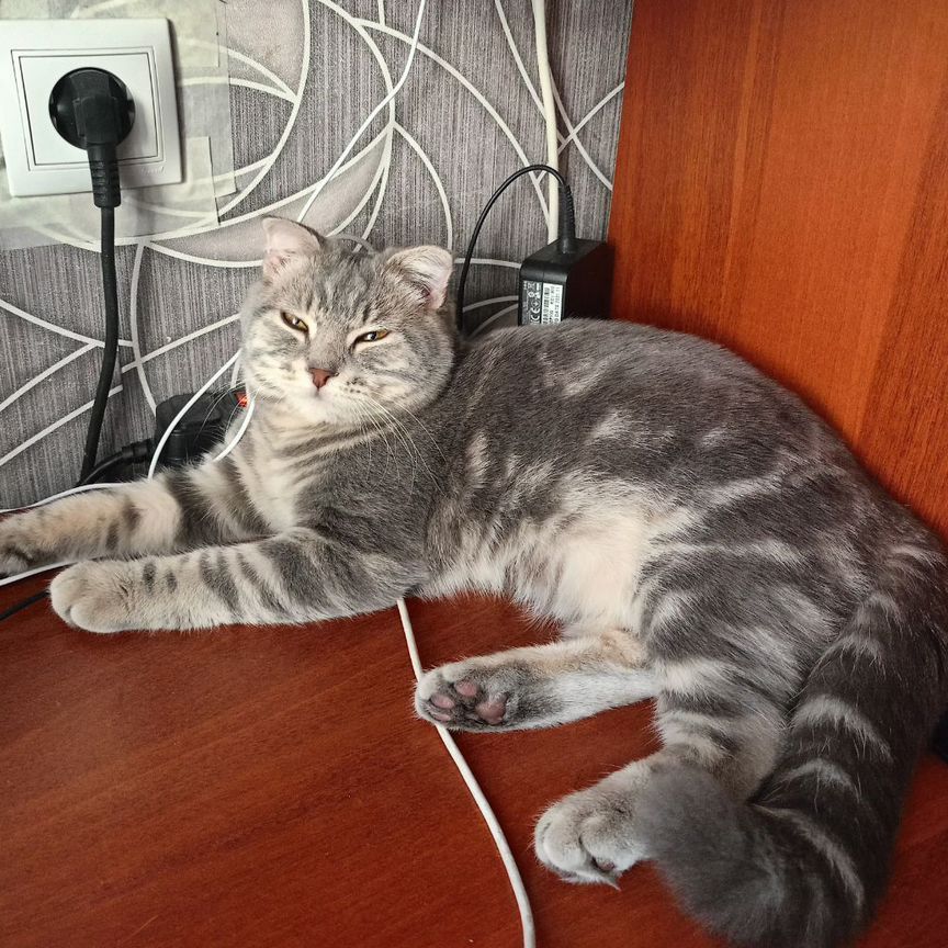 Шотландская прямоухая короткошёрстная кошка, вязка