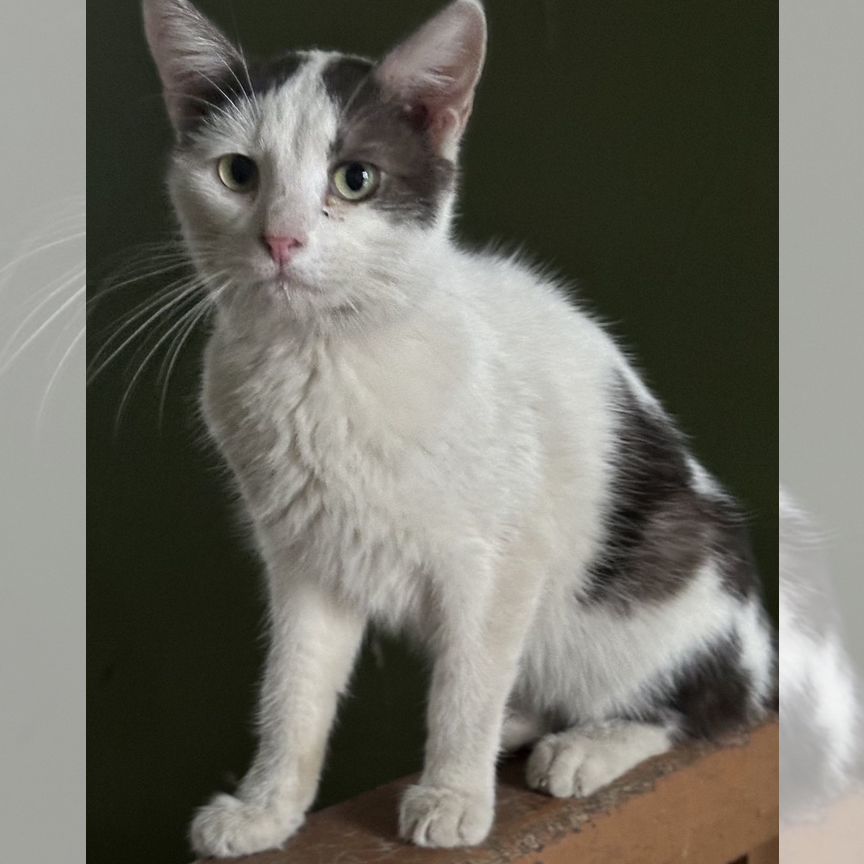 Взрослый кот в добрые руки