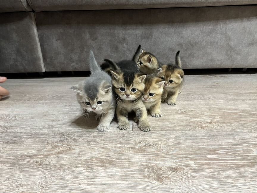 Шотландские вислоухие котята