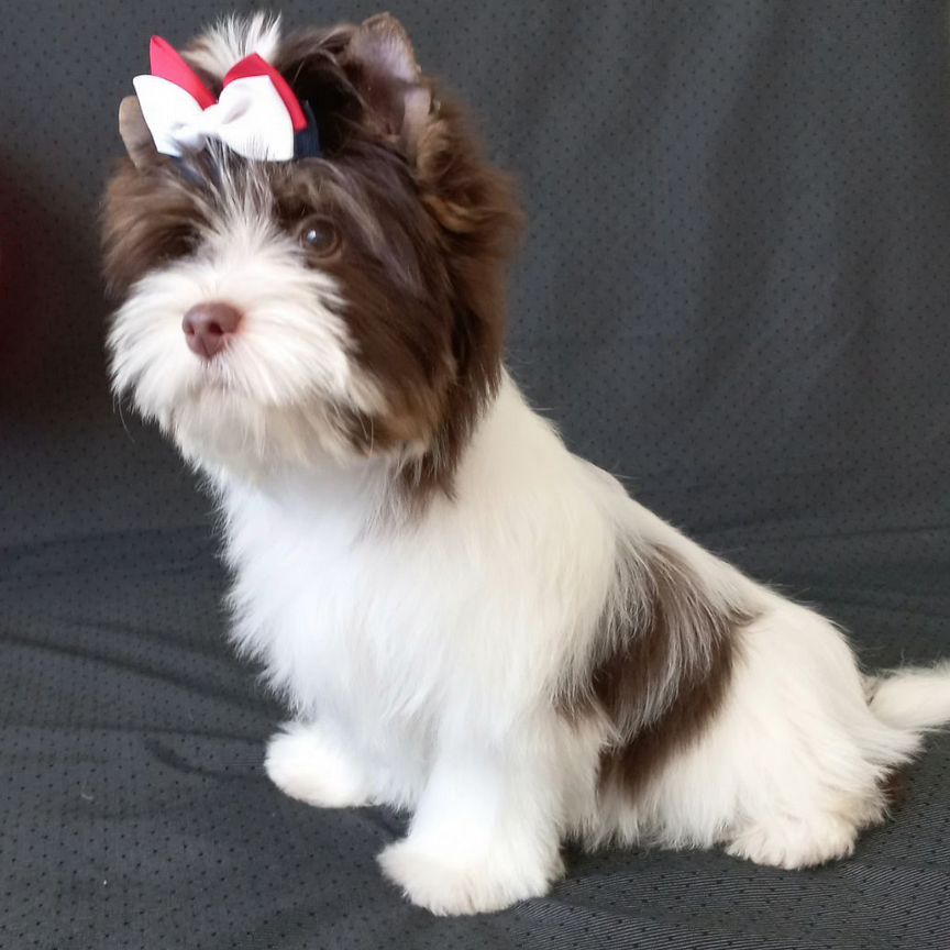 Бивер-йоркширский терьер, щенок