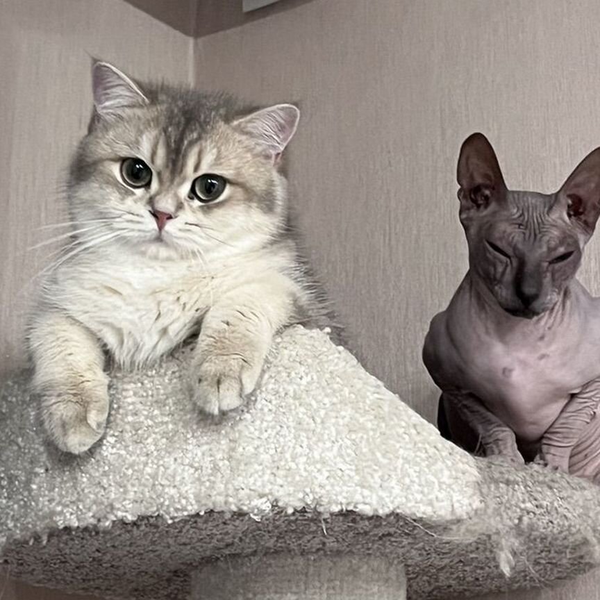 Донской сфинкс