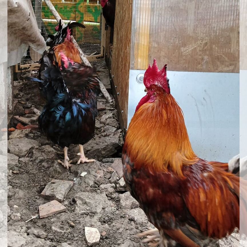 Петух деревенский