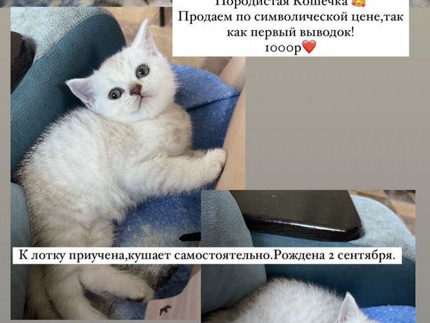 Кошка