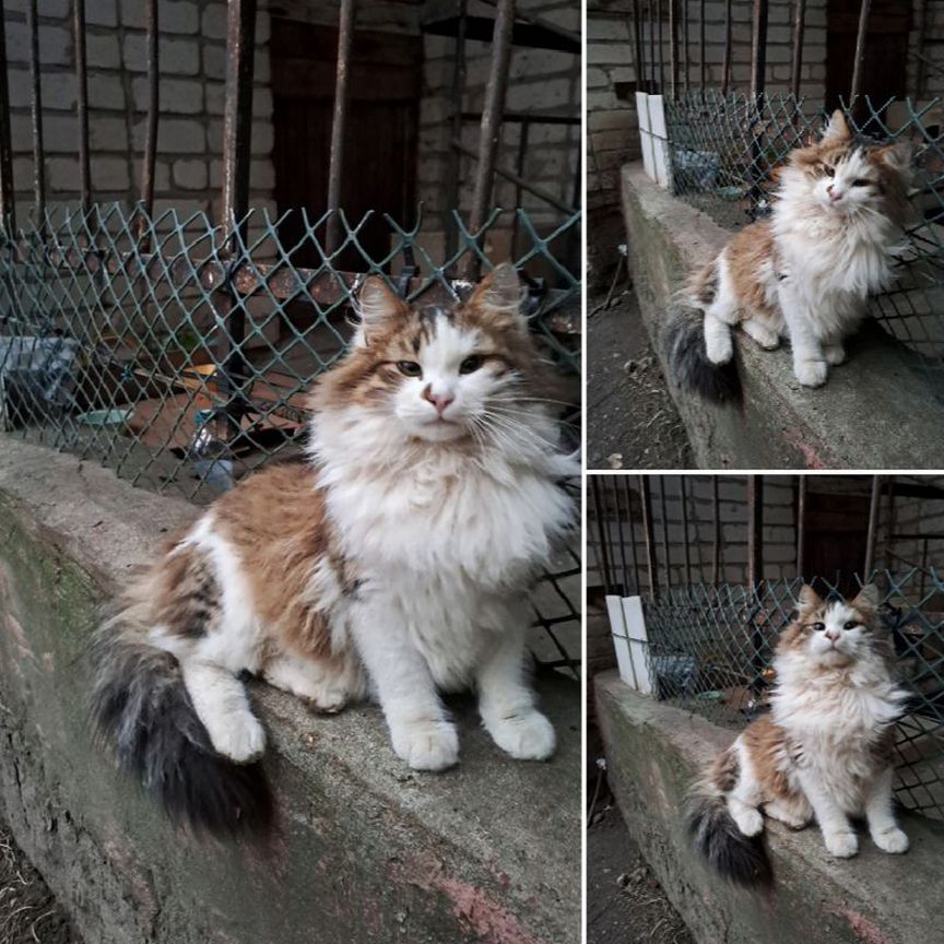 Котик в добрые руки