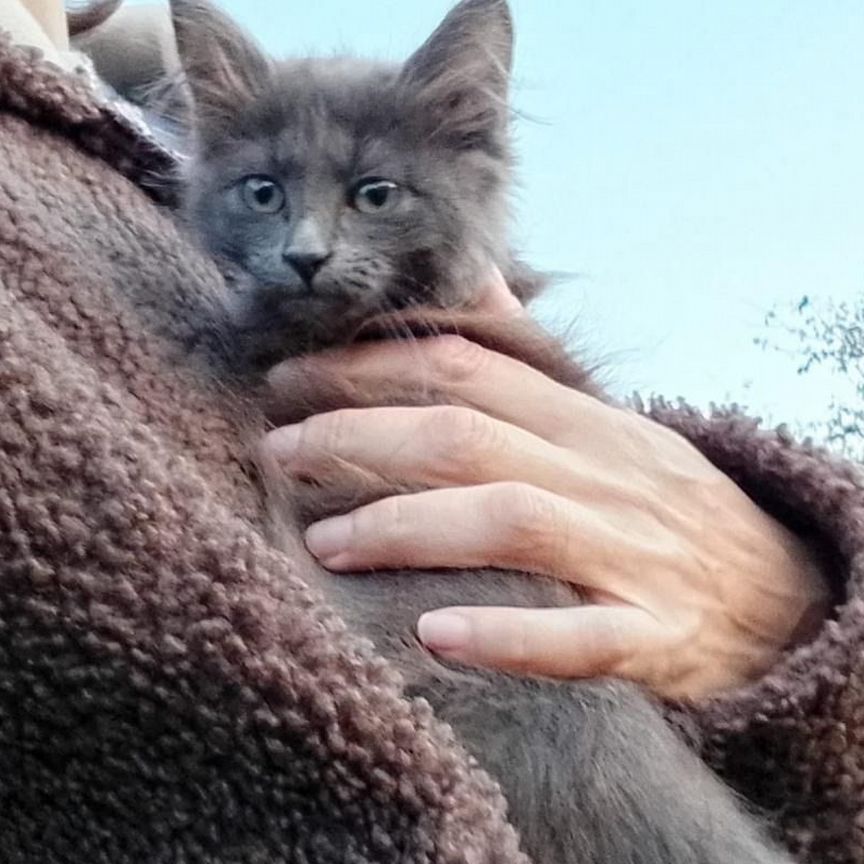 Котенок