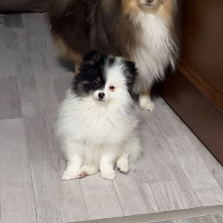 Немецкий шпиц девочка