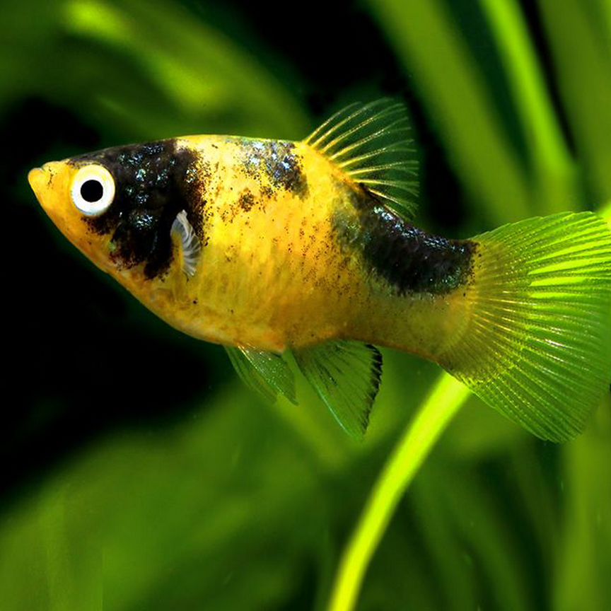 Пецилия пчёлка