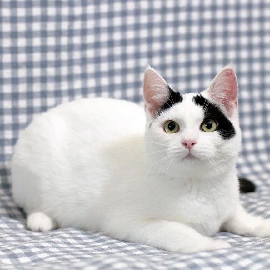 Ласковая забияка котёнок Мия