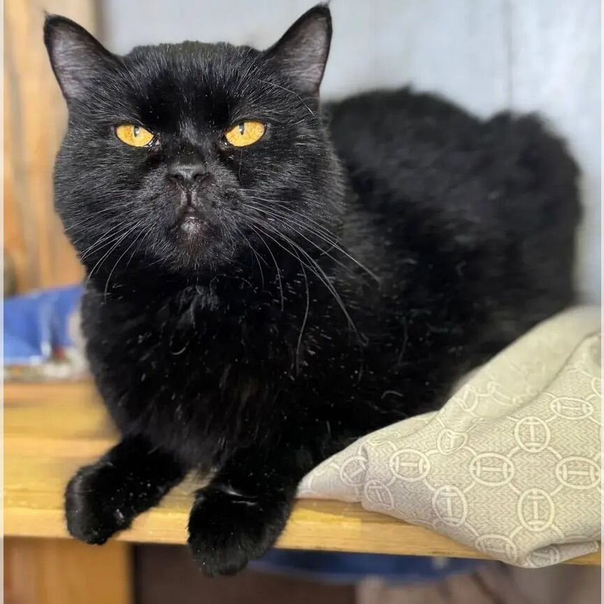 Взрослая, кошка в добрые руки