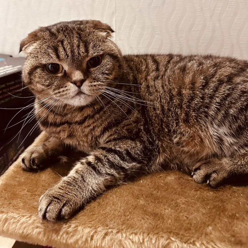 Шотландская вислоухая короткошёрстная кошка, взрослая