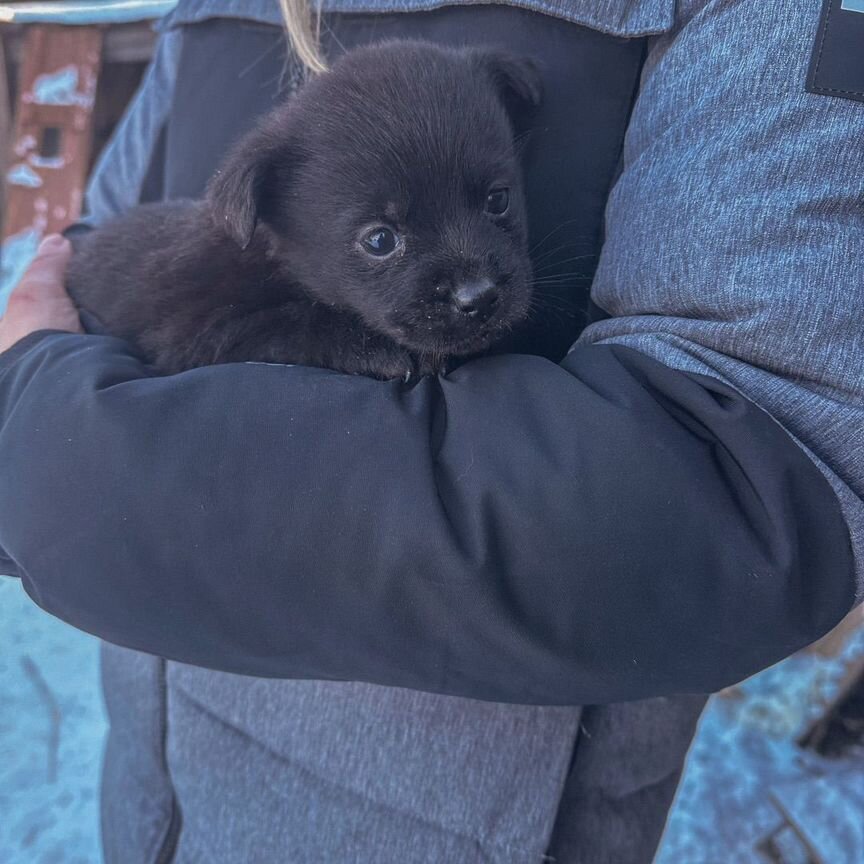 Возьми из приюта щенка