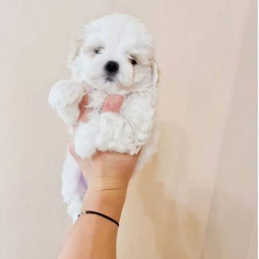 Мальтийская болонка