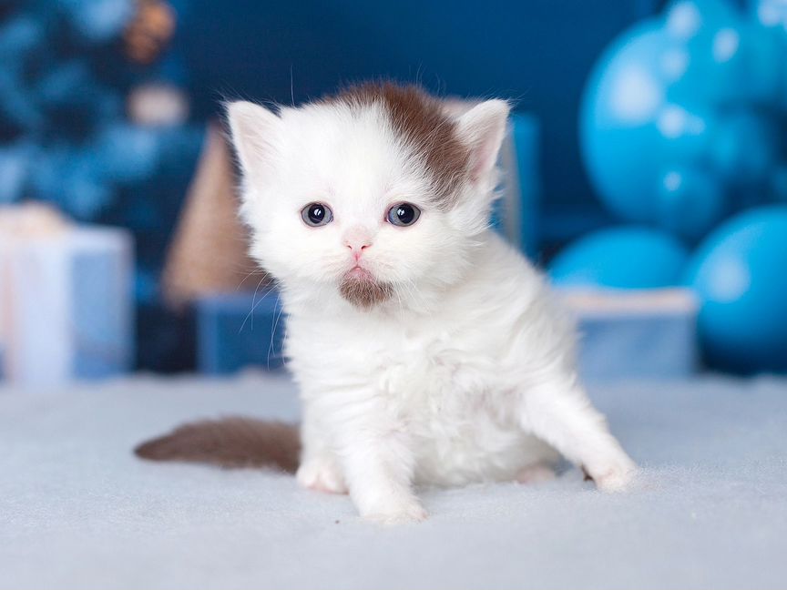 Мальчик шоколадный ван