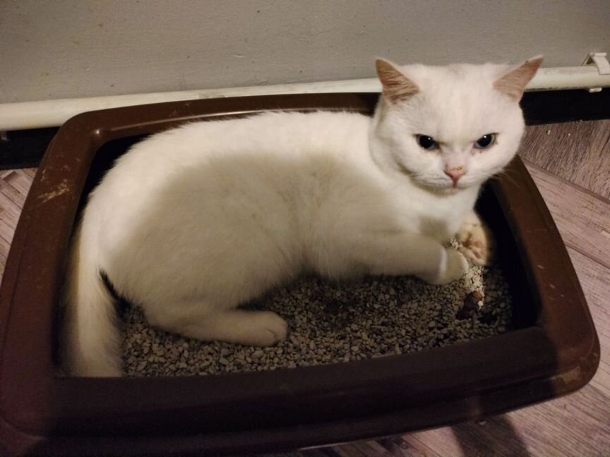 Котик в добрые руки