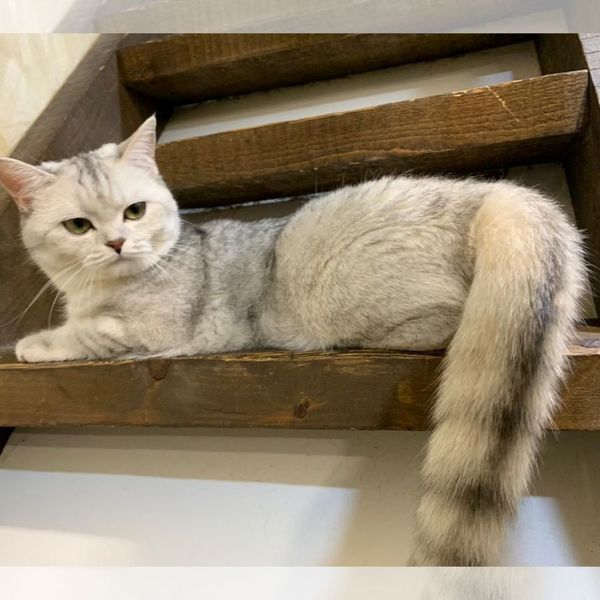 Котенок