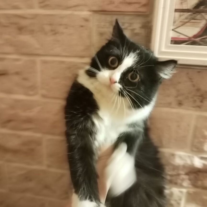 Взрослая, Девочка кошка в добрые руки