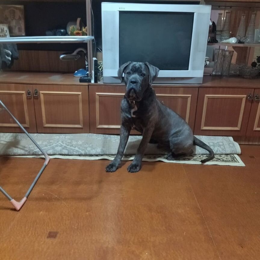 Отдадим щенка Кане-корсо