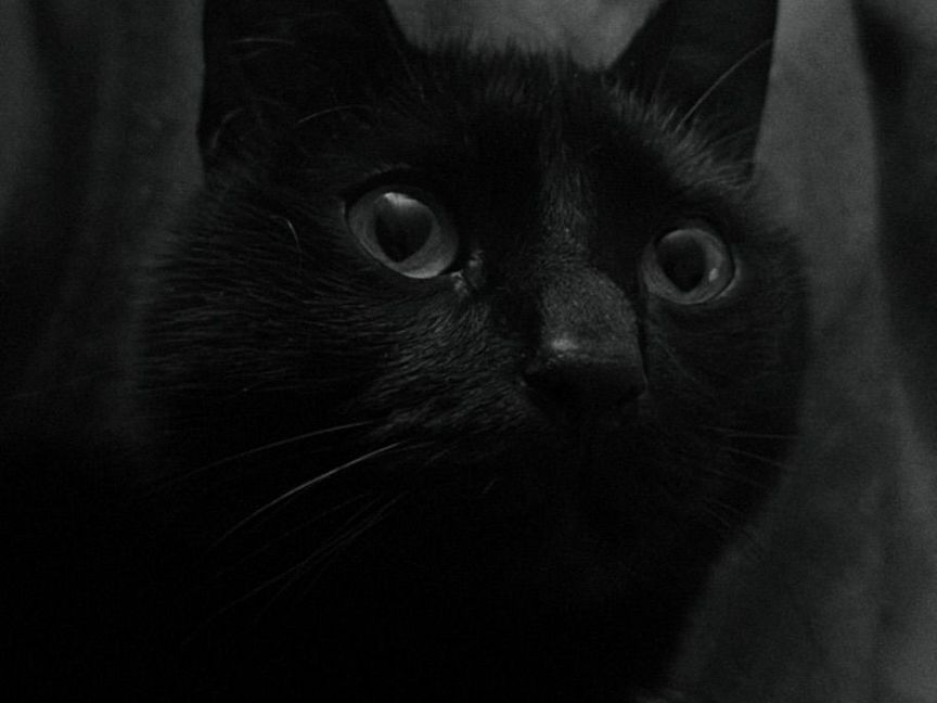 Кошки в добрые руки бесплатно