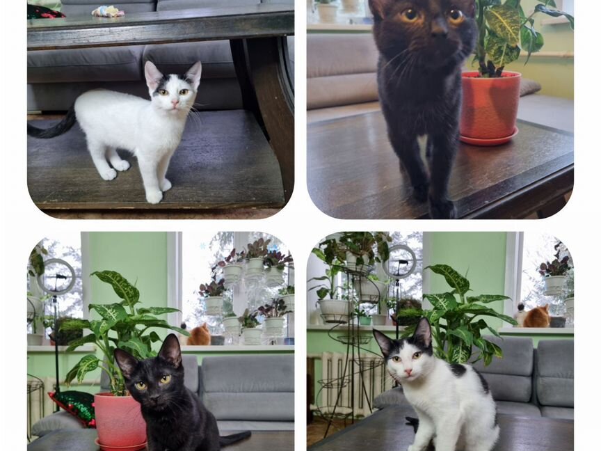 Котики в добрые руки