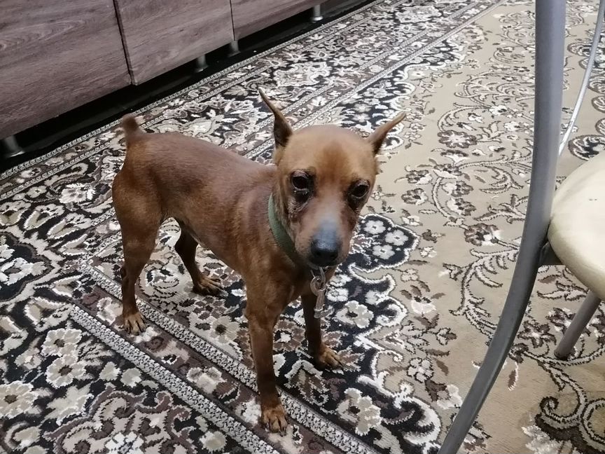 Найдена собака