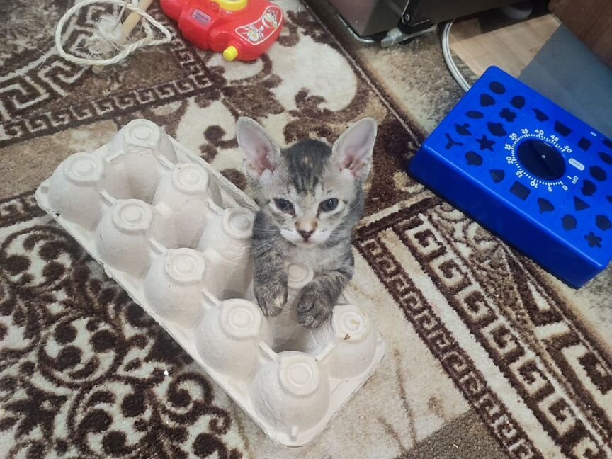 Котята сфинкс браш