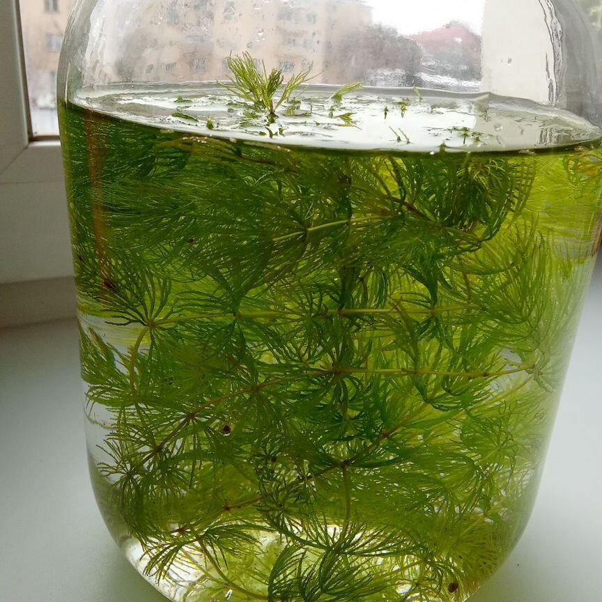 Водоросли для аквариума