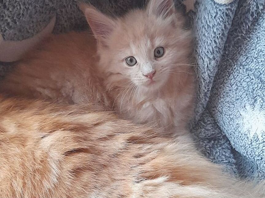 Котята мейн-кун