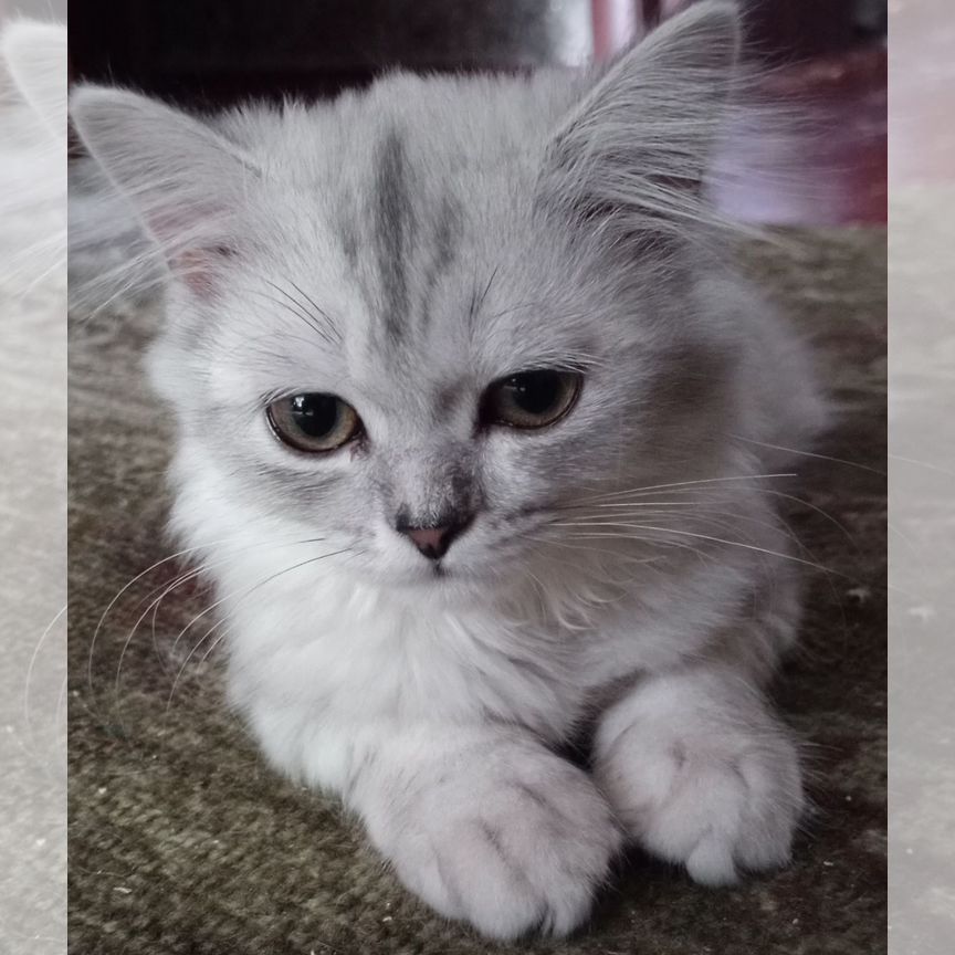 Кошечка Шотландской вислоухой