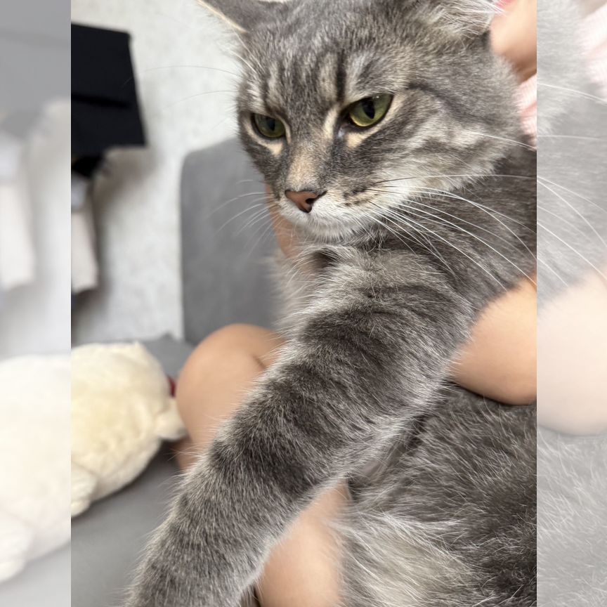 Взрослый кот в добрые руки