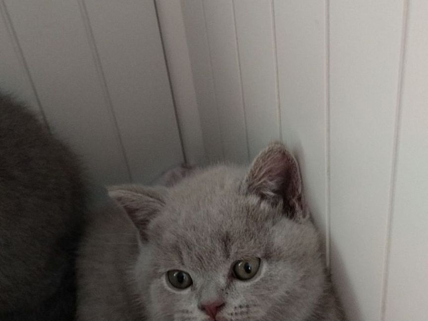 Британский Король