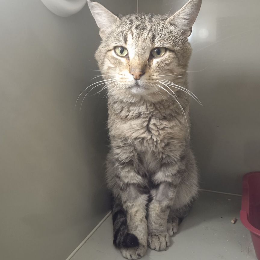 Взрослый кот в добрые руки