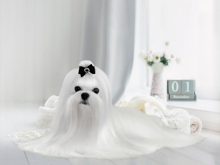 Мальтийская болонка