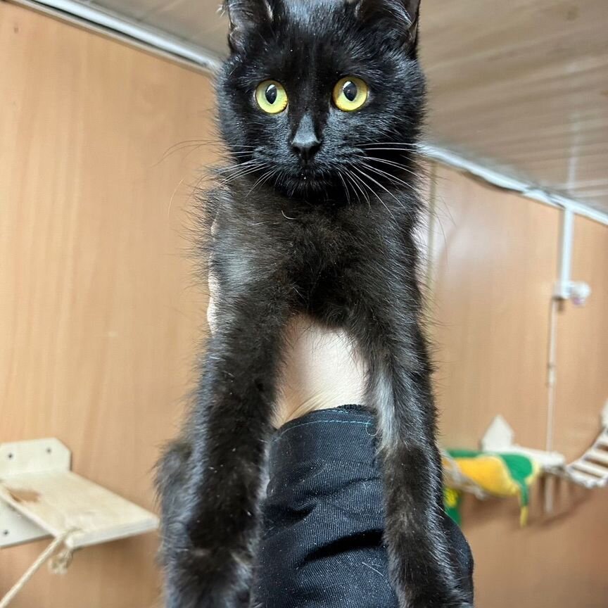 Котенок Голди в добрые руки