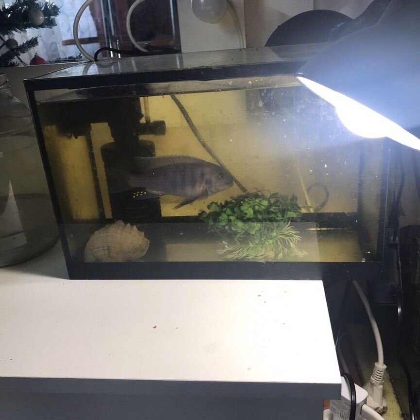 Продам аквариум с рыбкой