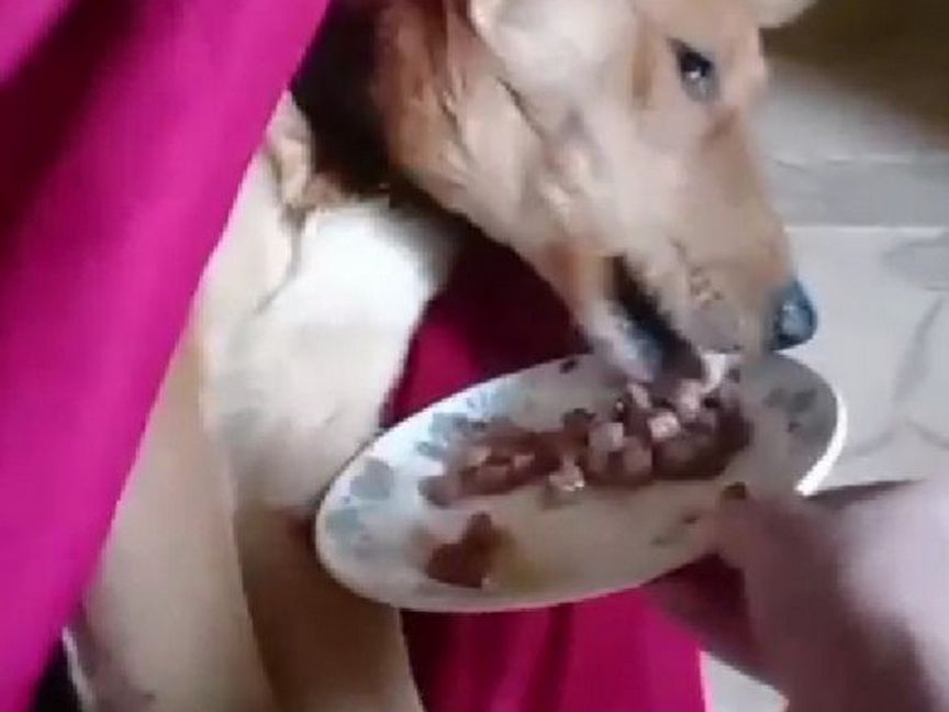 Собака. Спинальник