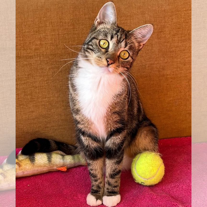 Европейский короткошёрстный кот, взрослый