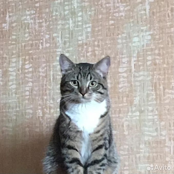 Кот в добрые руки ответственным людям