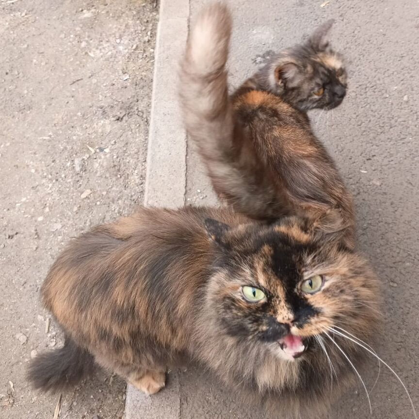 Взрослая, кошка в добрые руки