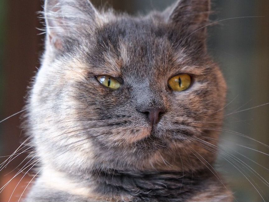 Уже и британцы на дороге валяются