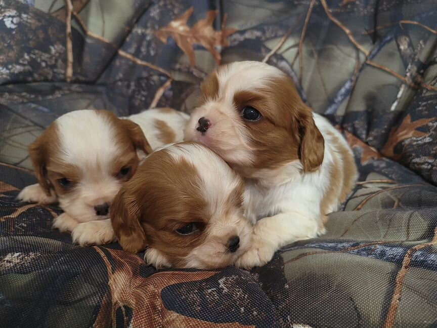 Кавалер кинг чарльз спаниель, есть щенки