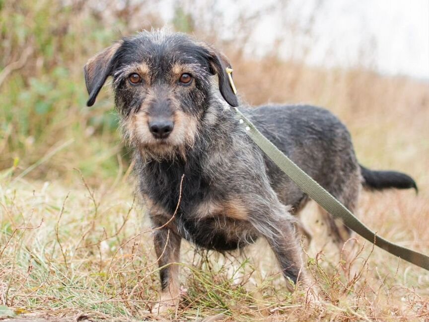 Небольшая собака из приюта в добрые руки